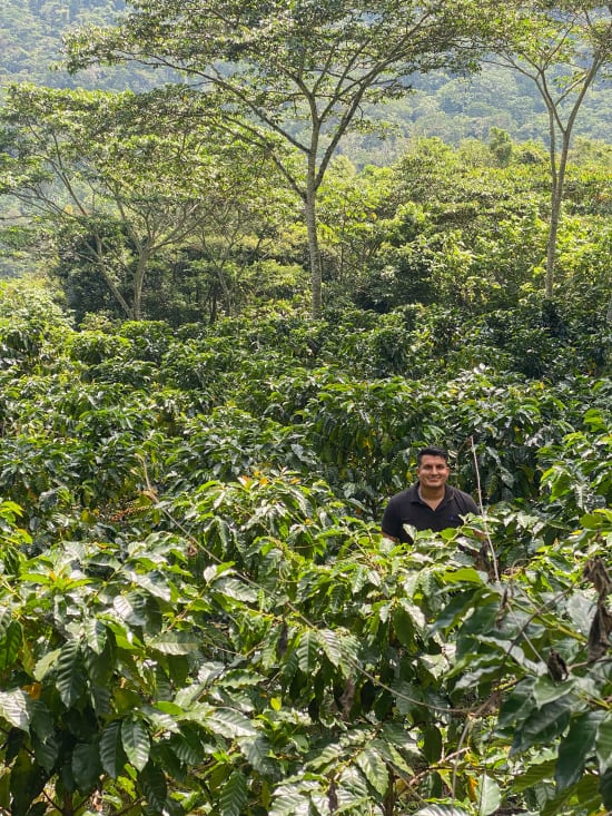 Venezuela: Alfredo Rojas - Finca Berlin - Perkolator Coffee